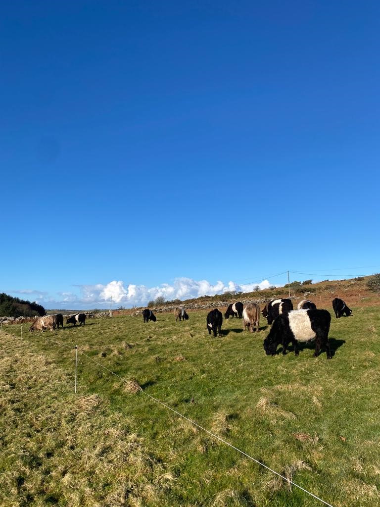 Regeneration of Treveddoe Farm – Cornwall National Landscape